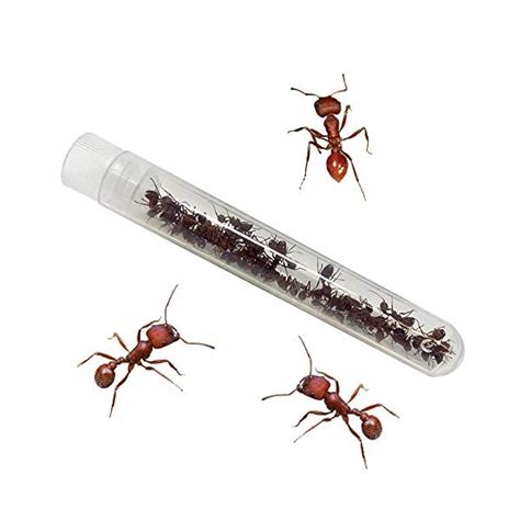 Insect Lore Tube Of Ants Ant Habitat Refill Insect Gourmet Your