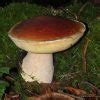 Boletus Edulis “king Bolete” The Bolete Filter