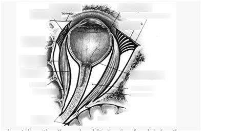 Birds Eye View Of Extraocular Muscles In Orbit Diagram Quizlet
