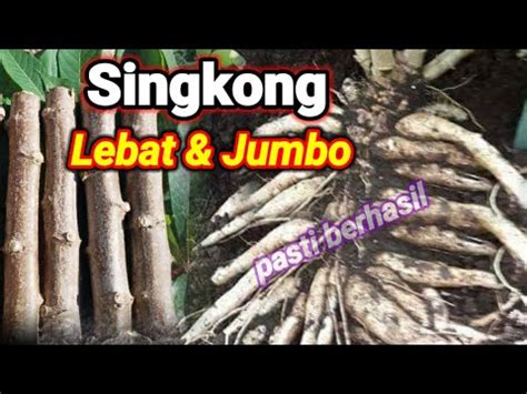 Memahami Cara Menanam Singkong Yang Benar Agar Berbuah Banyak Dan Besar Youtube