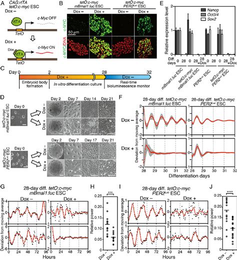 Constitutive C Myc Expression Across Cellular Differentiation Prevents Download Scientific