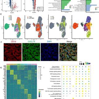 Single Cell Transcriptomics Reveals Distinct Cancer Cell Download Scientific Diagram