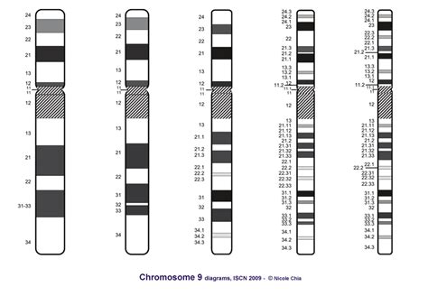 Chromosome Iscn