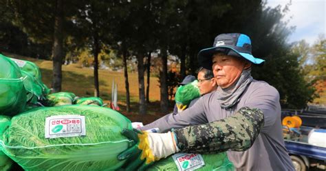 가을배추 제값 받을 수 있을까