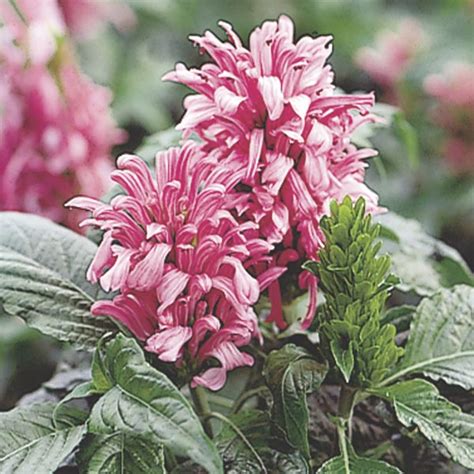 Argentina Nativa Vara De La Justicia Justicia Carnea
