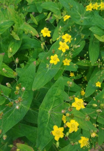 元宝草 罗浮山野生动植物 图片