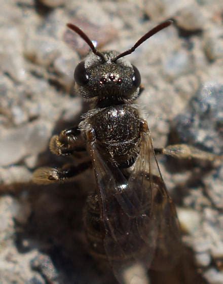 Dialictus Halictus Tripartitus Bugguide Net