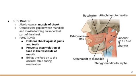 Primary And Accessory Muscles Of Mastication Pdf