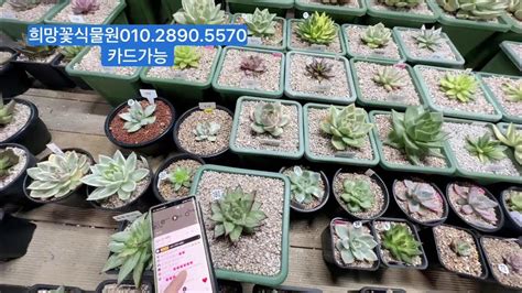 희망꽃식물원 다육식물화분실생금다육식집사힐링신상특이종취미 Youtube
