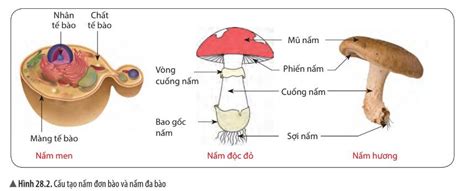 Trong Những Nấm Sau Nấm Nào Là Nấm đơn Bào Câu Hỏi Trắc Nghiệm Về Nấm