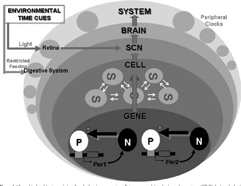 Figure 1 From Circadian And Seasonal Rhythms Integration Of Mammalian Circadian Clock Signals