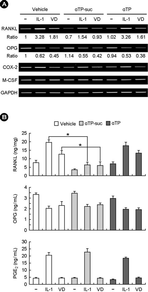 Effects Of Alpha Tocopheryl Succinate αtp Suc On Interleukin 1