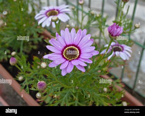 Bush Daisy Flower Argyranthemum Frutescens L Webb Plant In A Garden