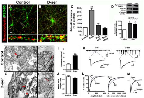D Serine Induces Ultrastructurally Organized And Functional Synapses Download Scientific