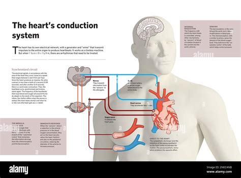Infographic About The Functioning Of The Heart Adobe Indesign Indd