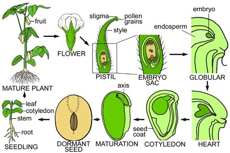 Soybean Seed Structure