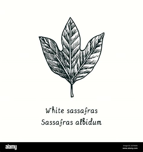 White Sassafras Sassafras Albidum Leaf Ink Black And White Doodle