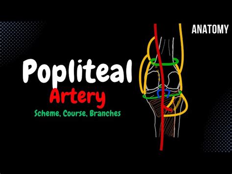 Popliteal Artery Anatomy Branches Location And Course Popliteal Artery