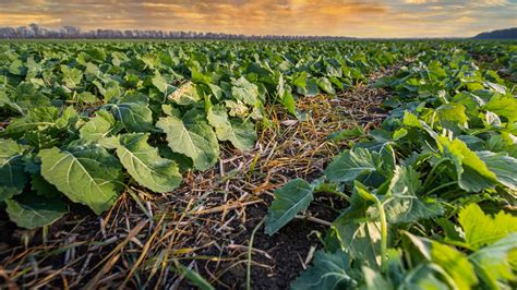 Carbon Farming 101 What Are Carbon Offset Registries And Why Are They Important