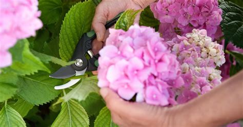 Hydrangeas In Late Summer 10 Pruning And Maintenance Tips Leafyjournal