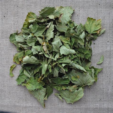Продам сухие листья черной смородины — Agro-Kyrgyzstan