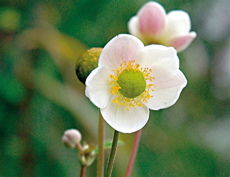 Himalayan Flower Essences Best Flower Site