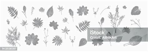 천연 야생화와 허브 프린트의 벡터 세트 잔디 잎 실루엣 스탬프 잎 질감이있는 여름 초원 식물 각인 빈티지 꽃 디자인에 좋습니다 꽃 식물에 대한 스톡 벡터 아트 및 기타