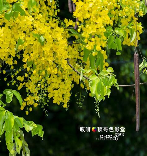 泰國的國花是毒豆到底有沒搞錯 每日頭條