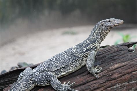 Laos Wildlife Sanctuary