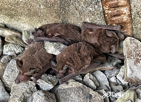 Underground Birmingham Bats Under A Box Driving I Saw A Drift