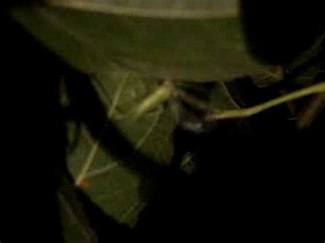 How Does A Katydid Make That Noise YouTube