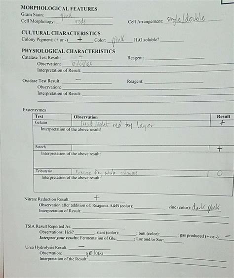 Solved I Performed Multiple Tests For Bacillus Cereus And I