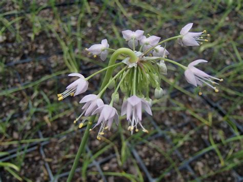Allium Cernuum Rachels Native Plants