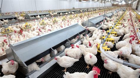 انخفاض جديد هبوط أسعار الدواجن اليوم الإثنين كم يصل سعر الكيلو؟