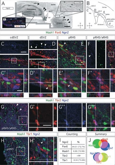 Neurogenin2 Ngn2 Is Expressed At Early Stages Of Neuronal Download Scientific Diagram