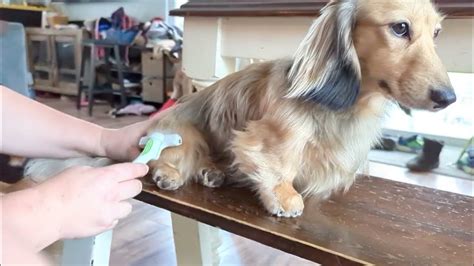 Grooming A Longhair Dachshund Youtube