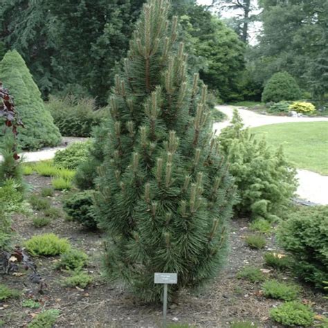 Columnar Mugo Pine Edmonton Edmonton Arborist