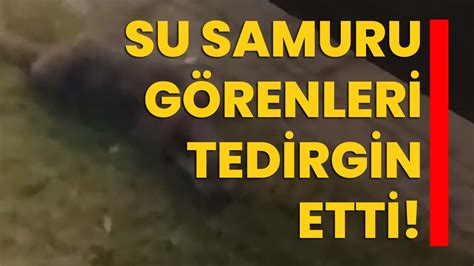 Porsuk Çayından çıkan Su Samuru Görenleri Tedirgin Etti Afyon Haber Odak Gazetesi Son Dakika