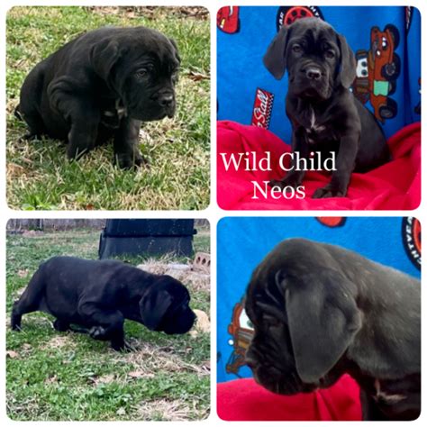 Akc Mahogany Black And Tawny Neo Puppies Neapolitan Mastiff Puppy For Sale In Tennessee