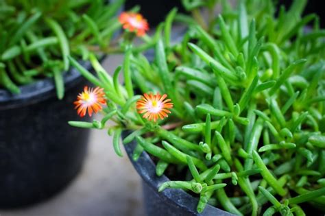 Emergent Plants Images Free Download On Freepik