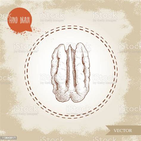 피칸 너트 손으로 그린 스케치 스타일 피칸 너트 종자 코어의 절반 유기농 간식 벡터 일러스트 레이 션에 고립 된 레트로 배경 피칸에 대한 스톡 벡터 아트 및 기타 이미지