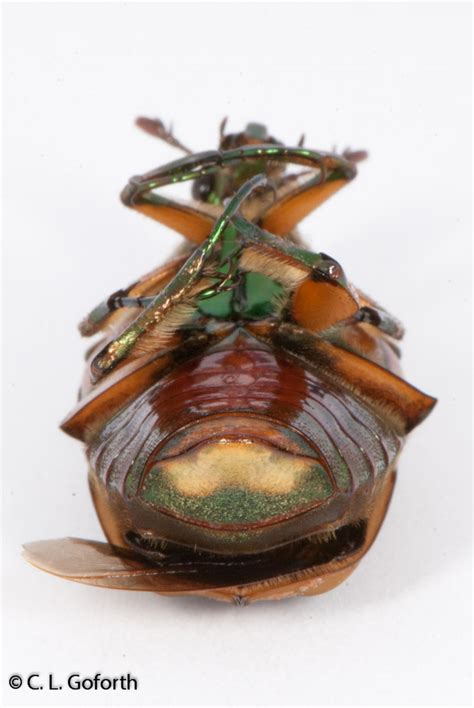 New June Bugs The Dragonfly Woman