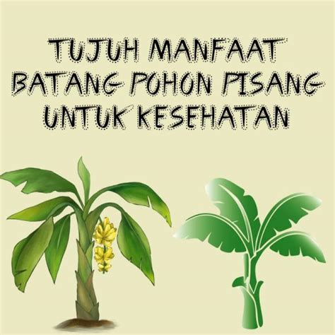 Tujuh Manfaat Batang Pohon Pisang Untuk Kesehatan