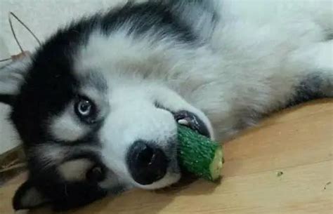 狗狗能吃黄瓜吗 宠物网问答