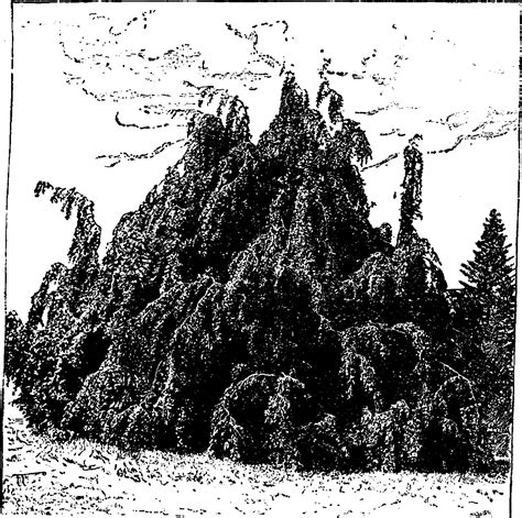 Fagus Sylvatica Vintage Illustration 35364489 Vector Art At Vecteezy