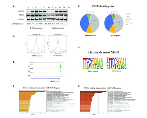 Properties Of Stat3 Binding Sites Genome Wide A Western Blot Download Scientific Diagram