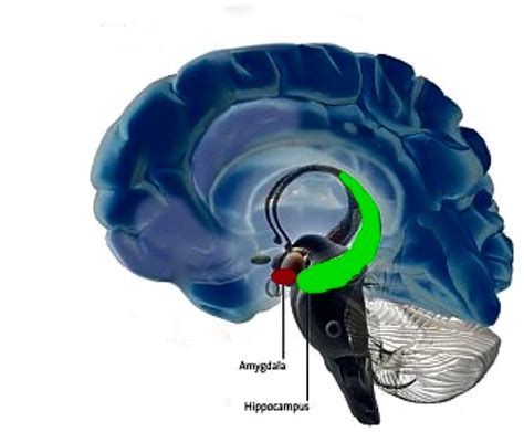 Trauma As Pre Condition And Consequence Of Prostitution Trauma And Prostitution