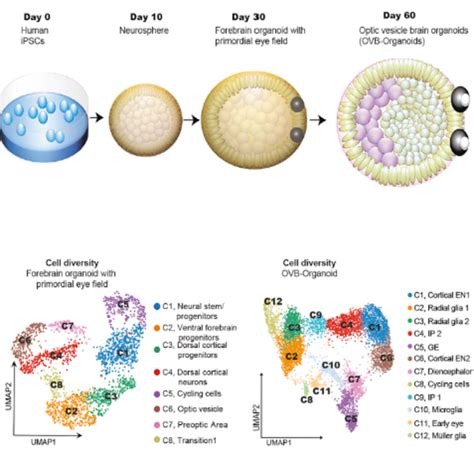 Development Of Brain Organoid Image Eurekalert Science News Releases