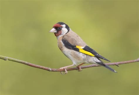 The Nhbs Guide To Uk Finch Identification Hoopoe A Blog By Nhbs