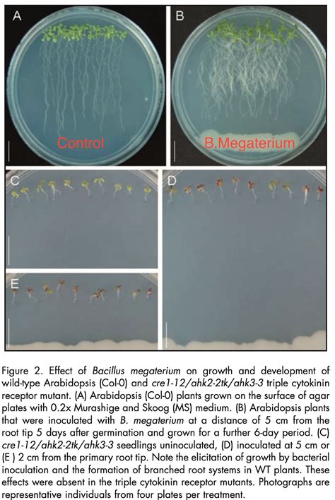 Bacillus Megaterium Industrial Agricultural And Environmental Significance